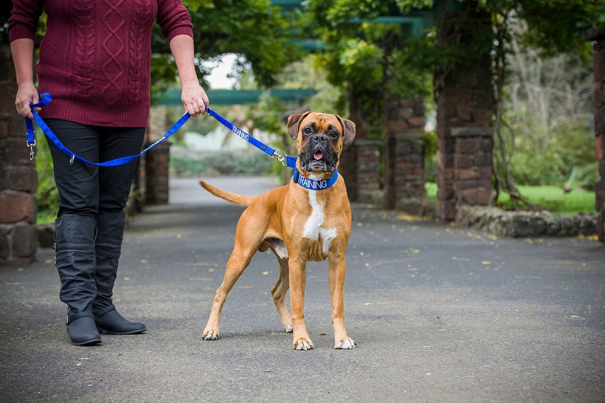 FDC -180cm Lead – deafdogrescue