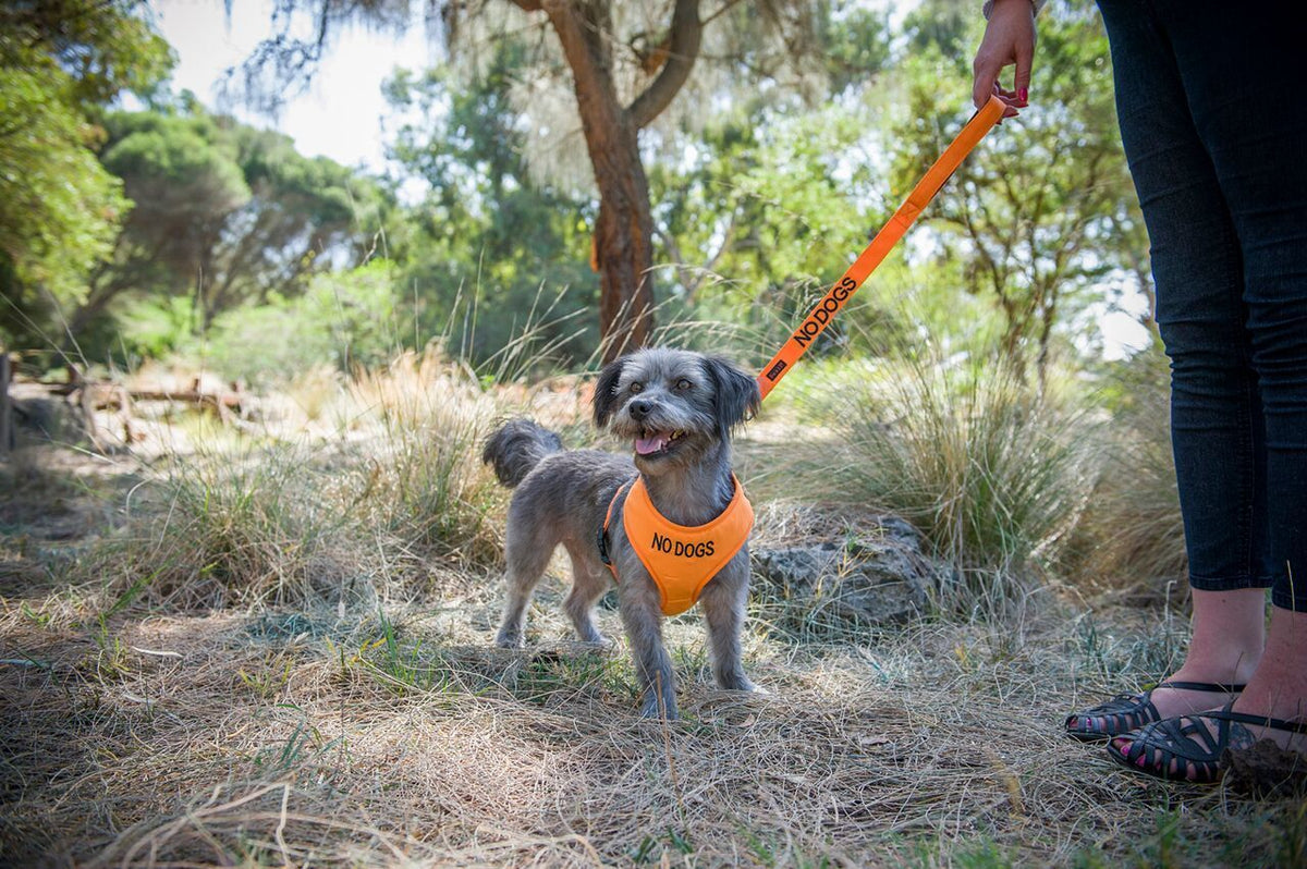 FDC -60cm Lead – deafdogrescue